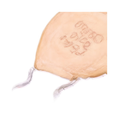 BHFUSE BH60-110 PTC Resettable Fuse