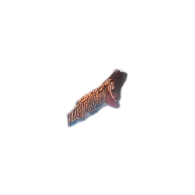 MYX MWBA1210D501PT-N-HF
