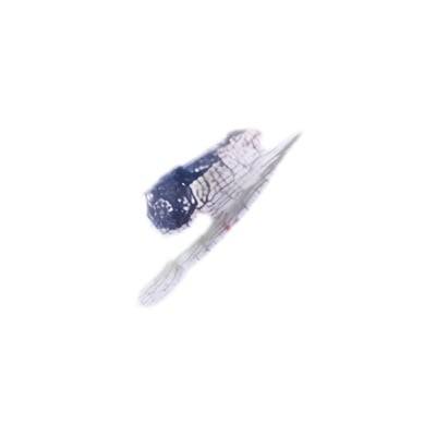 LGE P4KE33CA TVS Diode
