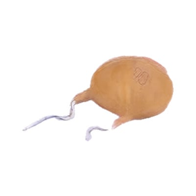 TLC Electronic TRC050-5 PTC Resettable Fuse